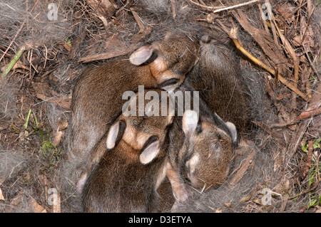 Nest des östlichen Cottontail Hasen, Sylvilagus Floridanus mit mehreren ...