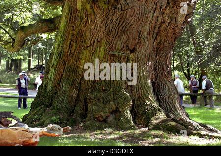 Eichen von Ivenack, ältesten Eichen in Ivenack bei Stavenhagen ...