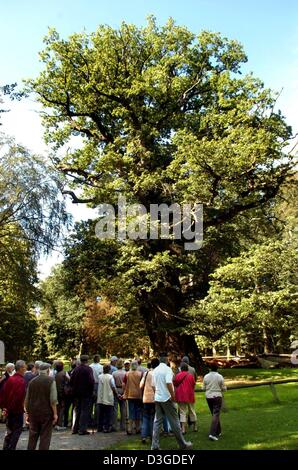 Eichen von Ivenack, ältesten Eichen in Ivenack bei Stavenhagen ...