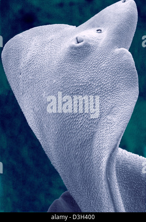 SCHAF LEBER FLUKE, SEM Stockfotografie - Alamy