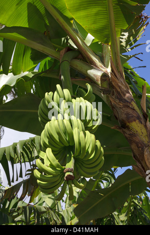 Bananenbaum mit einem Bündel von wachsenden Reife gelbe Bananen ...