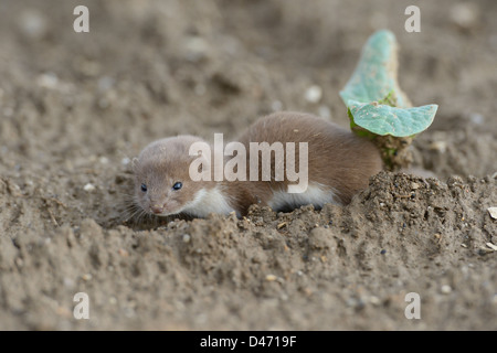 Mindestens Wiesel (Mustela nivalis) baby Wiesel im Unterholz ...
