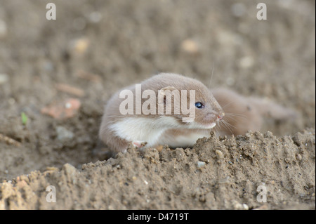Mindestens Wiesel (Mustela nivalis) baby Wiesel im Unterholz ...