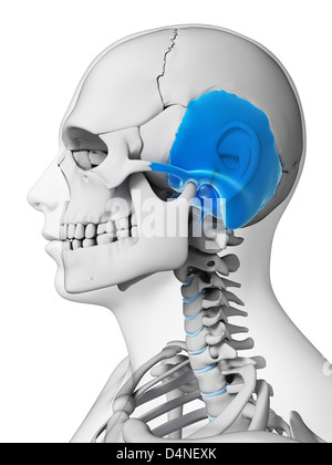 Männliche Felsenbein Schädel Anatomie - isoliert auf weiss ...