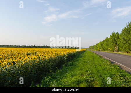 Endlose Sonnenblumenfelder Ukraine Stockfotografie - Alamy