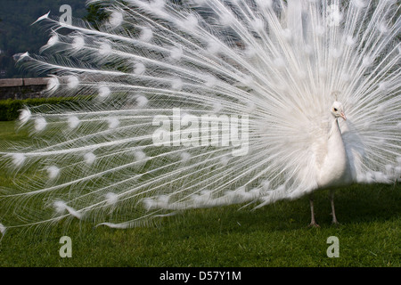 Weiße Gefiederte Albino Pfau Isola Bella Lago Maggiore Italien ...