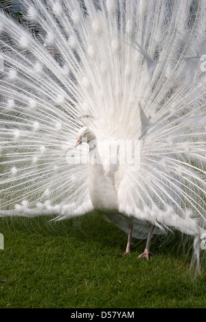 Weiße Gefiederte Albino Pfau Isola Bella Lago Maggiore Italien ...