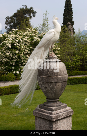 Weiße Gefiederte Albino Pfau Isola Bella Lago Maggiore Italien ...
