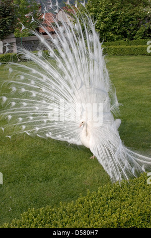 Weiße Gefiederte Albino Pfau Isola Bella Lago Maggiore Italien ...