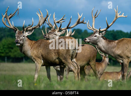 Hirsche stehen auf einer Wiese des Gutes Hirschaue in Birkholz bei ...