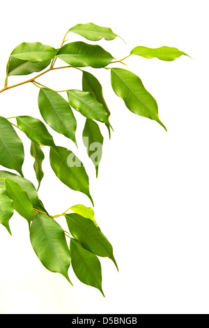 Grüne Blätter isolierten auf weißen Hintergrund Stockfotografie - Alamy
