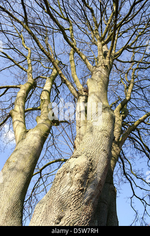 Buche, Stamm, Rinde, Rinde, Stämme Stockfotografie - Alamy