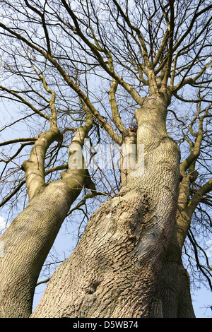Buche, Stamm, Rinde, Rinde, Stämme Stockfotografie - Alamy