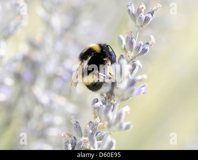 Die patagonischen Hummel (Bombus Dahlbomii) auf Lavendel Blumen ...