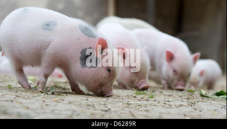 Mini Schwein Ferkel schnüffeln für etwas zu Essen in ihrem Gehege im ...
