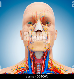 Anatomie des Menschen Kopf mit Nervensystem Stockfotografie - Alamy