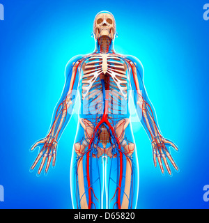 Menschliche Rippen Knorpel, Abbildung Stockfoto, Bild: 118699157 - Alamy