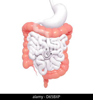 Anatomie der großen und kleinen Därme Stockfoto, Bild: 7712528 - Alamy