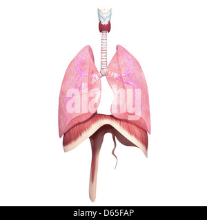 Menschliche Atemwege Lunge mit Membran Anatomie Stockfotografie - Alamy