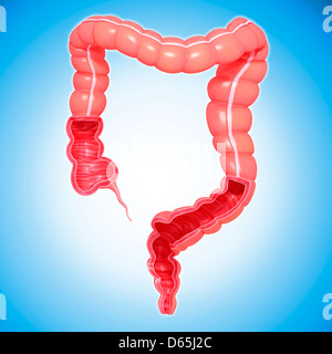 Gesunden Dickdarm, artwork Stockfotografie - Alamy