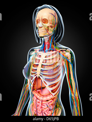Darstellung des weiblichen Körpers mit nervös und Verdauungssystem Kunstwerk Stockfotografie - Alamy