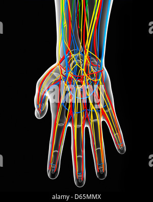 Menschliche Hand mit Nervensystem, Lymphsystem und Herz-Kreislauf ...