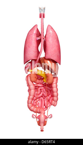 Normale menschliche Anatomie des einen Anhang, Kolon und Rektum ...