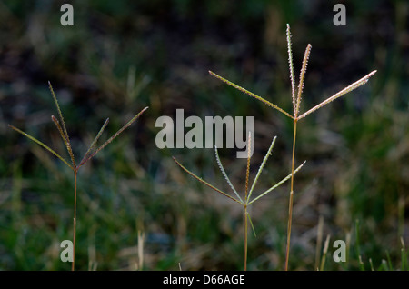 Bermudagras Cynodon Dactylon Blume Spitzen Blütenstände Stockfotografie ...