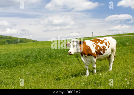 Kuh Kuehe Braun Weiss Portrait on Kopf Nase Schnauze Augen Ohren Chip ...