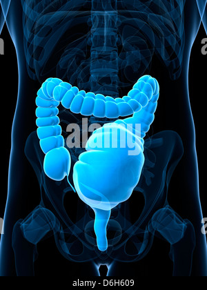 Menschlichen Megacolon, Abbildung Stockfotografie - Alamy
