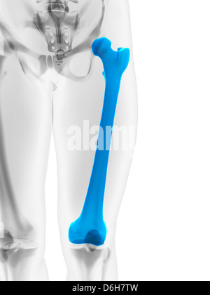Menschliche Skelett Anatomie Femur Knochen 3D Rendering für ...