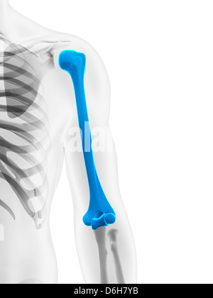 Menschliche Skelett Anatomie Humerus Knochen 3D Rendering für ...