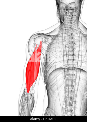 Menschlicher Arm Muskulatur, artwork Stockfoto, Bild: 65227395 - Alamy