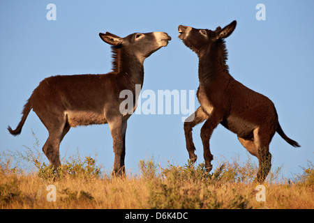 Junge wilde Esel (Esel) (Equus Asinus) (Equus Africanus Asinus), Custer ...