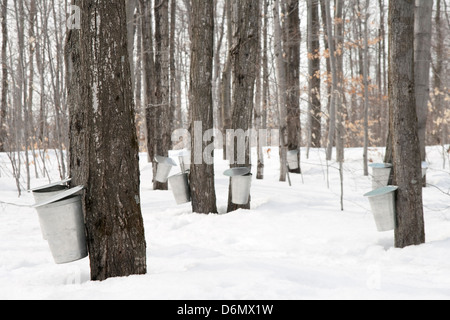 Eimer zur Erhebung der Saft der Ahornbäume, Ahornsirup in Quebec zu ...