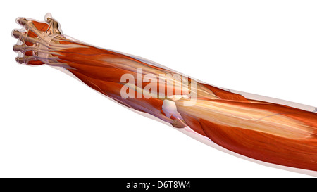 Bindegewebe weiblichen Hand Handgelenk Anatomie weibliche Hand ...