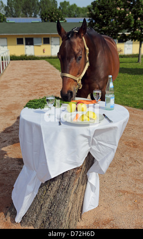 Ein Pferd, Karotten und Äpfel zu essen Stockfoto, Bild: 23373577 - Alamy
