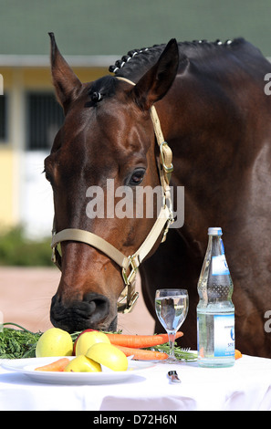 Ein Pferd, Karotten und Äpfel zu essen Stockfoto, Bild: 23373577 - Alamy