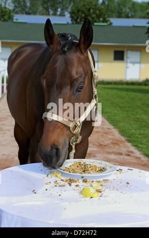 Iffezheim, Deutschland, frisst ein Pferd einen Teller mit Müsli ...