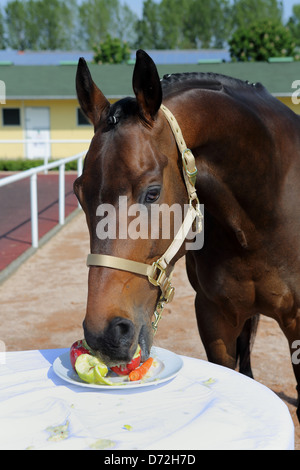 Iffezheim, Deutschland, frisst ein Pferd einen Teller mit Müsli ...