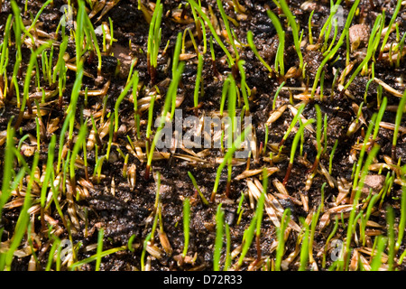 Keimung Gras Samen keimen nach gesät am Oberboden / Kompost & neue ...
