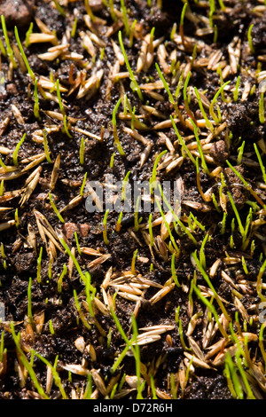 Keimung Gras Samen keimen nach gesät am Oberboden / Kompost & neue ...