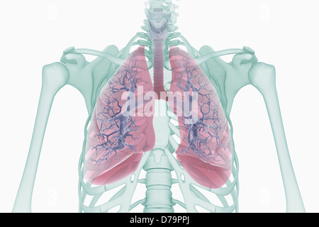 Modell der Lunge Stockfoto, Bild: 122008762 - Alamy