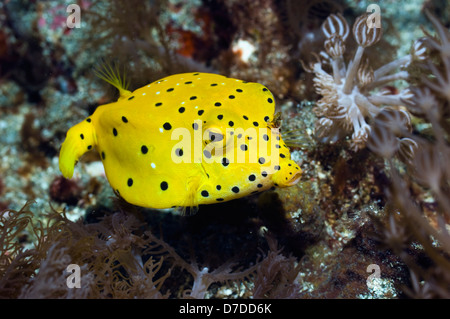Gelber kofferfisch Ostracion cubicus] [Kinder. Indonesien ...