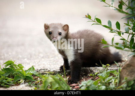 Junge Steinmarder, Steinmarder oder weißen Brüsten Marder (Martes Foina ...