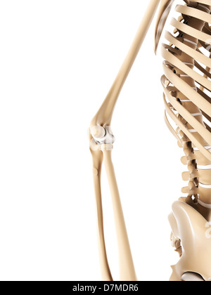 Ellenbogen Knochen, Kunstwerk Stockfotografie - Alamy