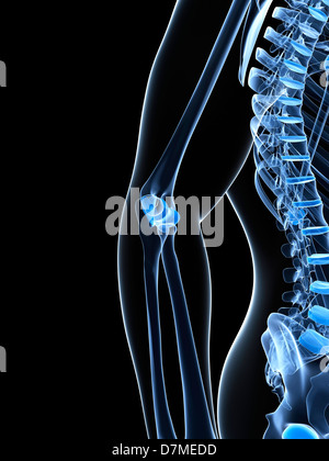 Männliche Ellenbogen - Anatomie-Knochen Stockfotografie - Alamy