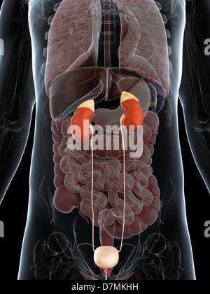 Die menschlichen männlichen Harnblase und Harnröhre Stockfoto, Bild ...