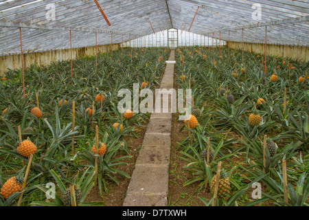 Ananas Plantage, Gewächshaus, Sao Miguel, Azoren Inseln, einzigartig ...