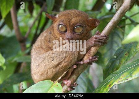 Philippinen-Koboldmaki (Carlito Syrichta) Insel Bohol, Philippinen ...